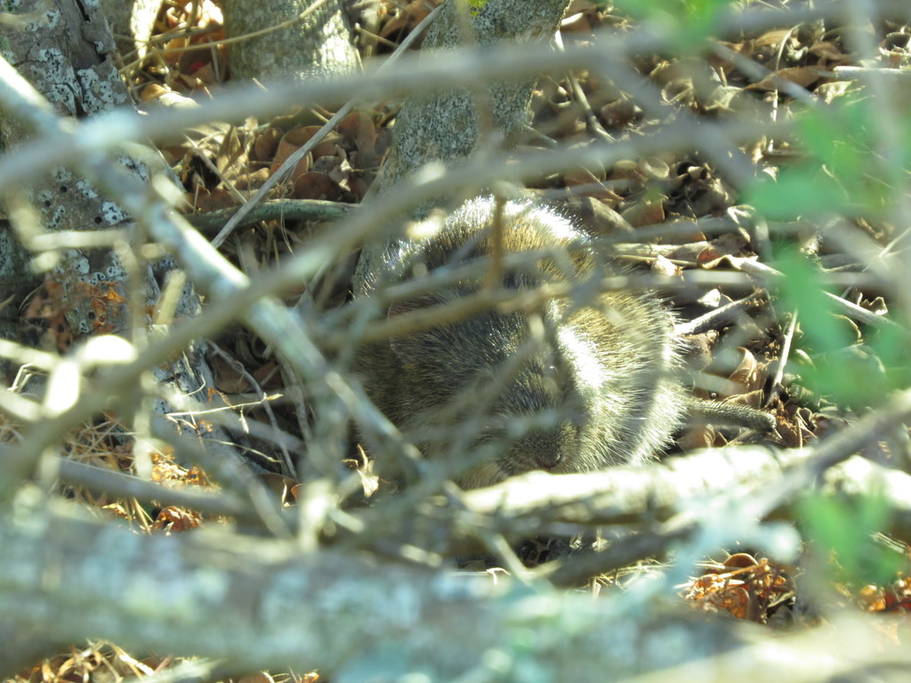 Southern Vlei Rat from 1 Totius St, Welgemoed, Cape Town, 7530, South ...