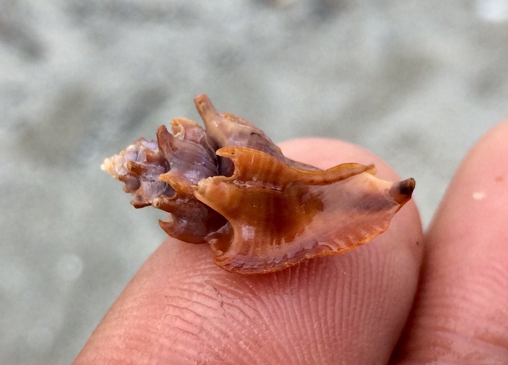 Typhinellus labiatus from Rruga Murat Tërbaçi, , Vlora, AL on January 1 ...