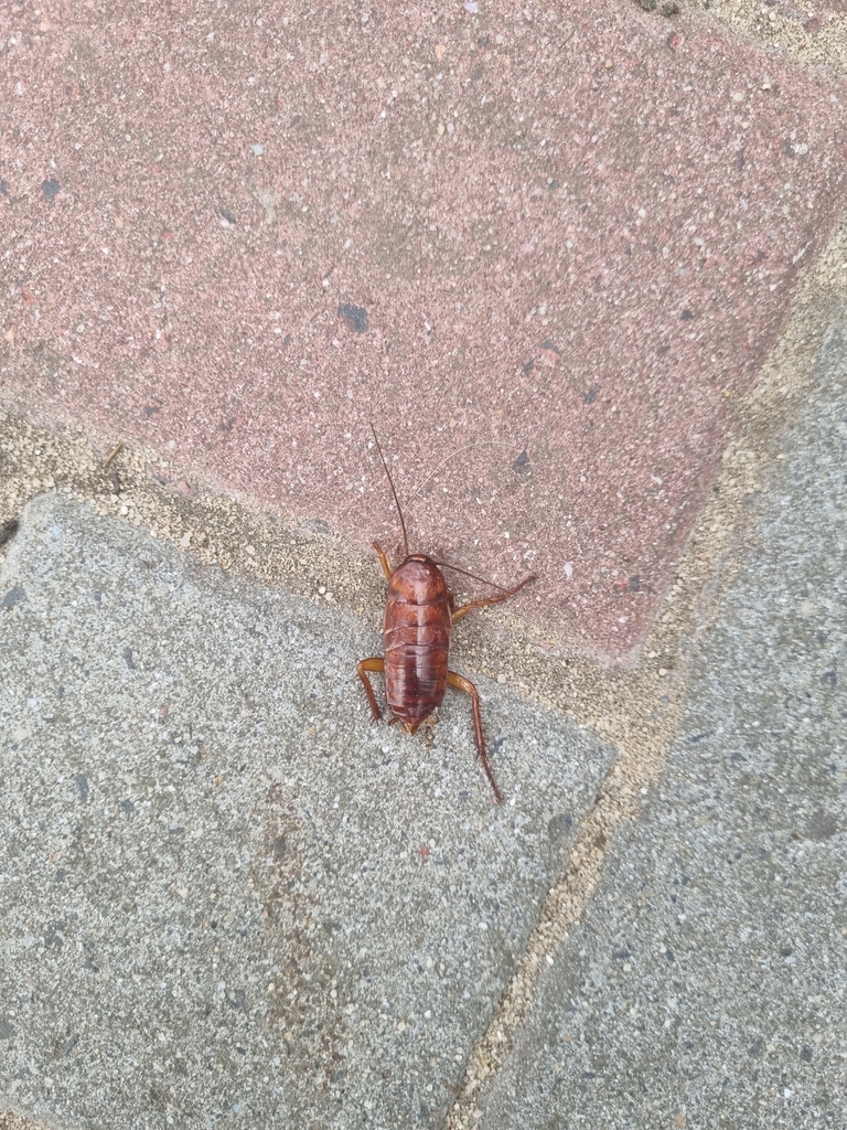 Brown Cockroach from Churchill Estate, Cape Town, 7500, South Africa on ...