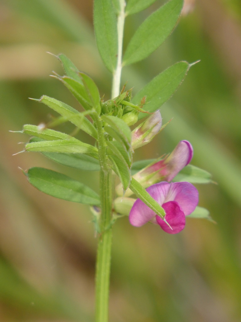 Common Vetch in April 2021 by ljal2 · iNaturalist