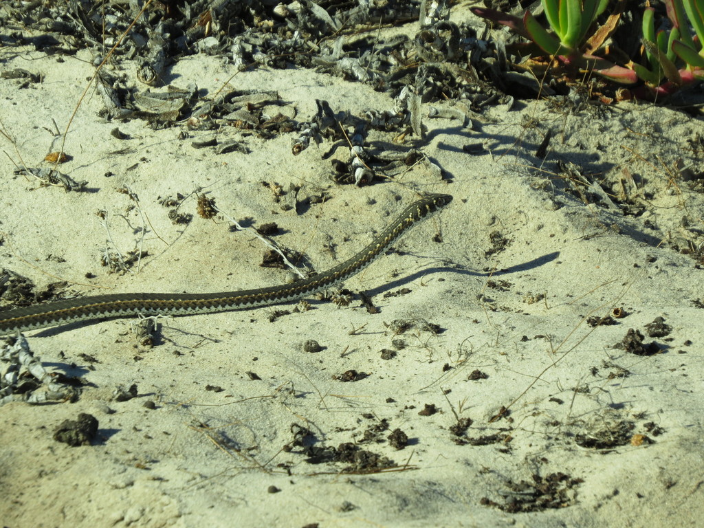 Cape Sand Snake from Cape Farms, Cape Town, South Africa on May 2, 2021 ...