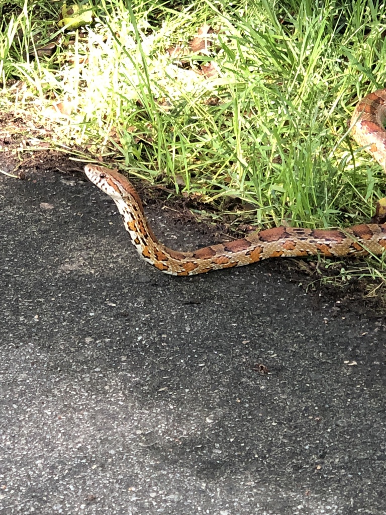 Corn Snake from Wescott Dr, Raleigh, NC, US on May 5, 2021 at 09:59 AM ...