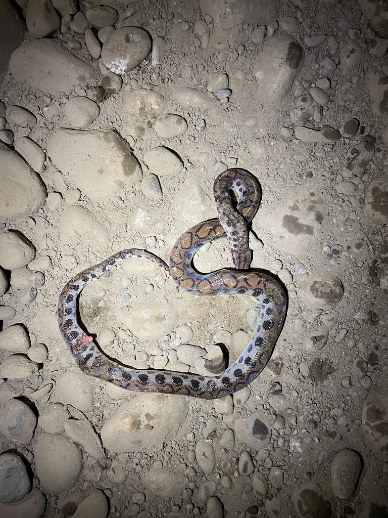 Western Rainbow Boa from PE-28C, Région de Junín, PE on May 05, 2021 at ...