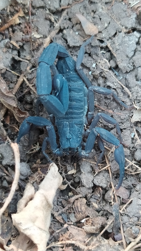 Slender Brown Scorpion from Unnamed Road, S.L.P., México on May 4, 2021 ...