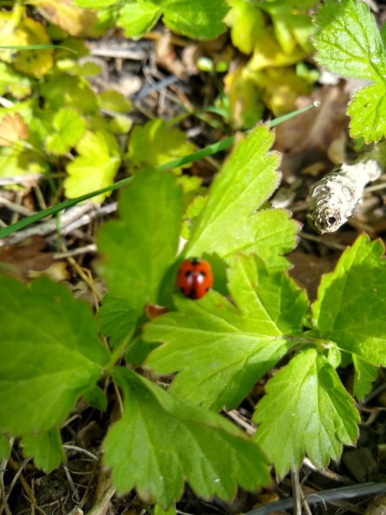 Seven-spotted Lady Beetle from Newton-le-Willows WA12 8DJ, UK on May 05 ...