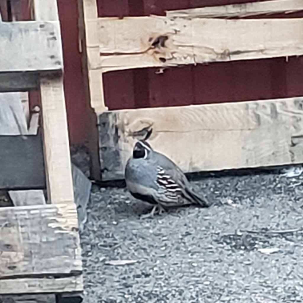 Gambel's Quail from Belgrade, MT 59714, USA on May 1, 2021 by Larry ...
