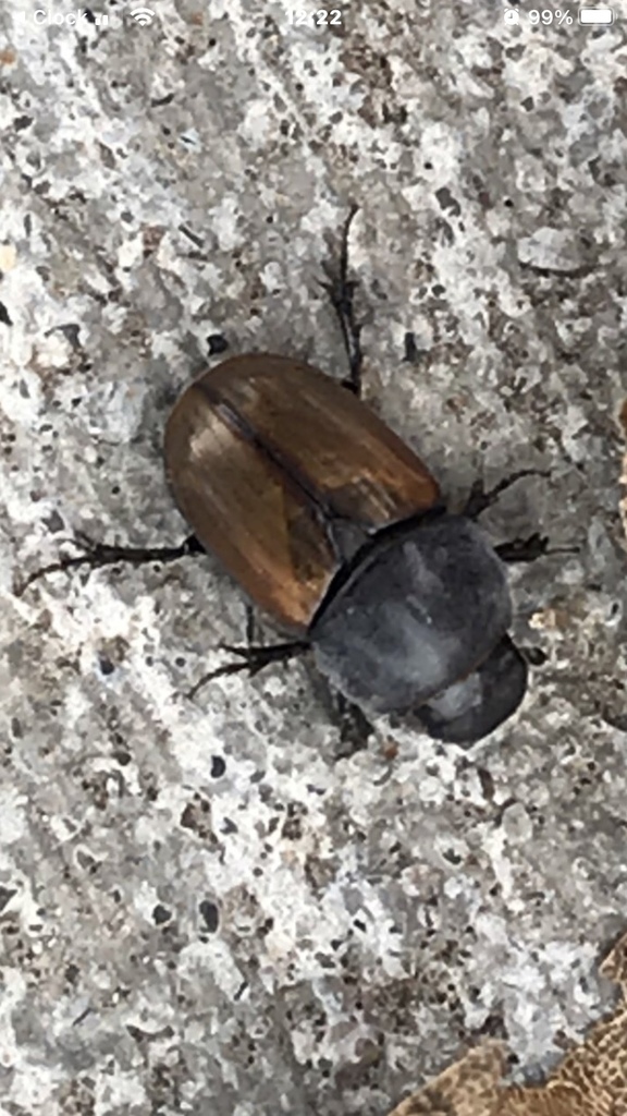 Colobopterus erraticus from Handcart Ln, Rexburg, ID, US on May 5, 2019 ...