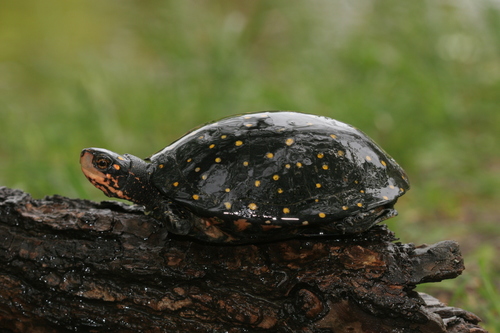 Photo 12672532, (c) Russ Jones, all rights reserved, uploaded by Russ ...