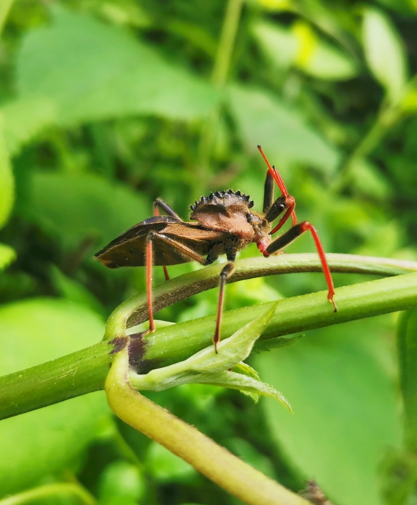 Wheel Bugs from Unnamed Rd, Provincia de Cartago, Costa Rica on May 5 ...