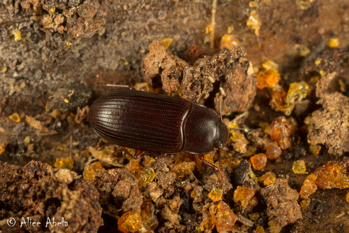 Genus Metaclisa · iNaturalist