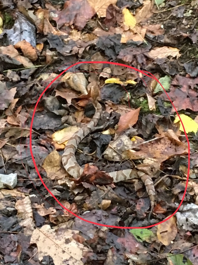 Eastern Copperhead from Cherokee National Forest, Erwin, TN, US on ...