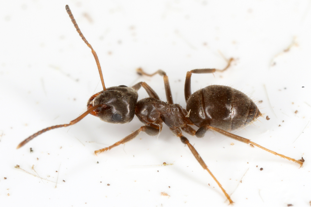 Lasius niger from Mariatrost, Graz, Österreich on May 01, 2021 at 12:55 ...