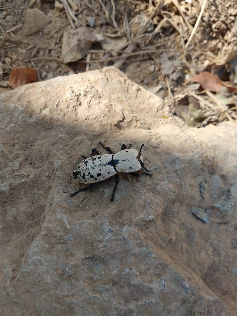 Zopherus chilensis from Ixtepec, Oax., México by Itzel N · iNaturalist
