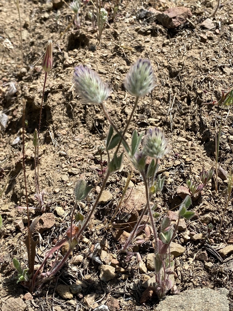 Rancheria clover from Mines Rd, Livermore, CA, US on May 05, 2021 at 01 ...
