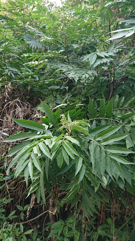 Chinese elder from Yulin, Taiwan, Taiwan on May 2, 2021 at 09:30 AM by ...