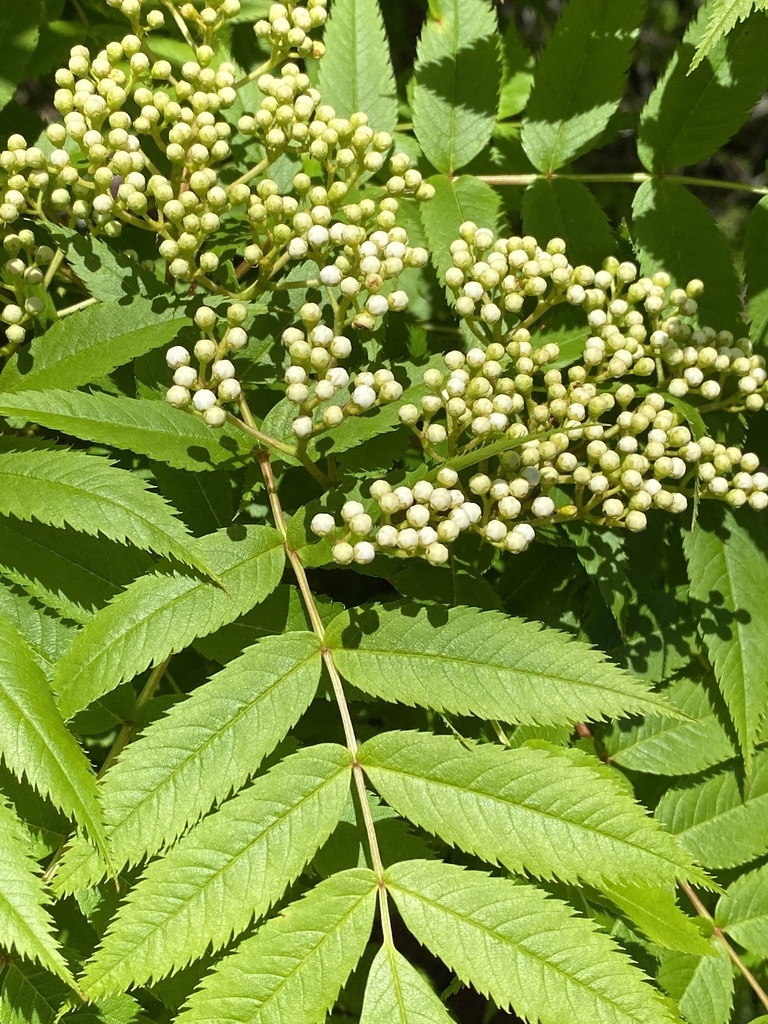 Japanese rowan in May 2021 by 近藤行仁 · iNaturalist