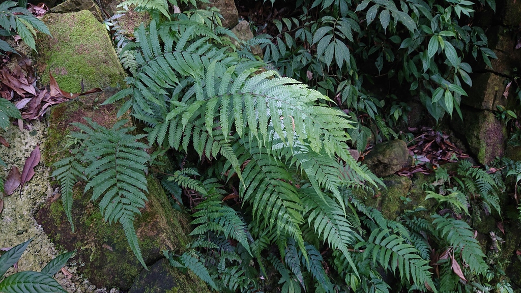 Christella acuminata from Yulin, Taiwan, Taiwan on 02 May, 2021 at 12: ...