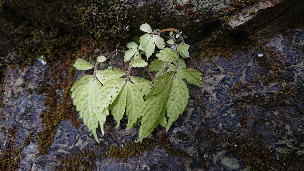 Large lineolate Elatostema from Yulin, Taiwan, Taiwan on May 2, 2021 at ...