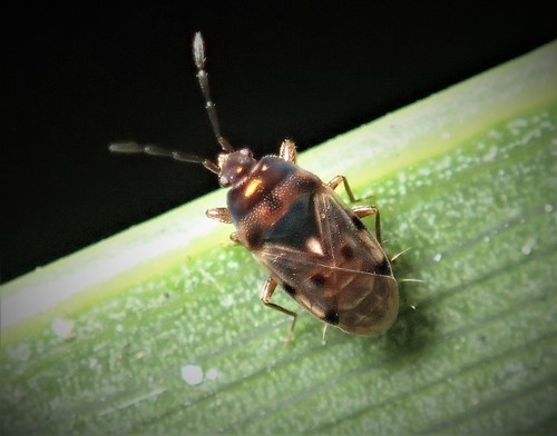 Género Botocudo · iNaturalist Mexico