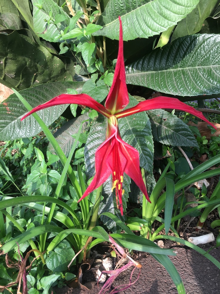 Aztec lilies from Calle Coyoacán, Xalapa-Enríquez, VER, MX by Fernanda ...