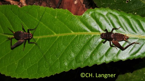 Genus Agnothecous · iNaturalist