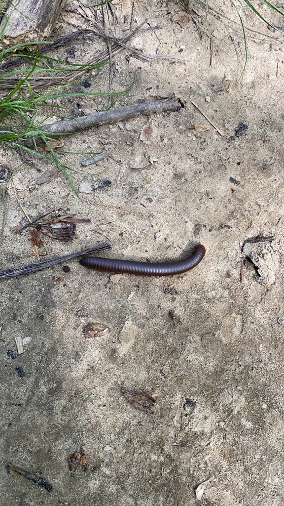 American Giant Millipede Complex from Foristell on May 1, 2021 at 03:54 ...