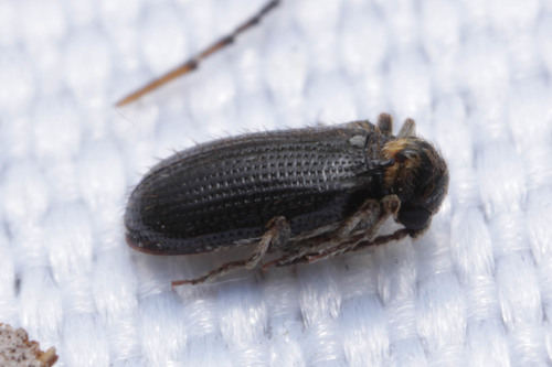Dignomus nitidus · NaturaLista Colombia