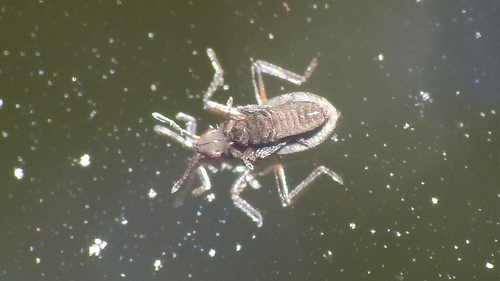 Microvelia leveillei · iNaturalist