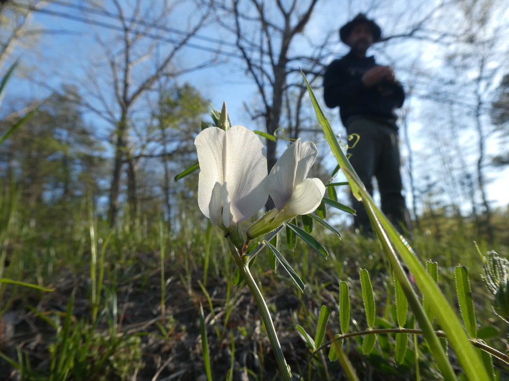 Large yellow vetch in May 2021 by Bull Bolo · iNaturalist