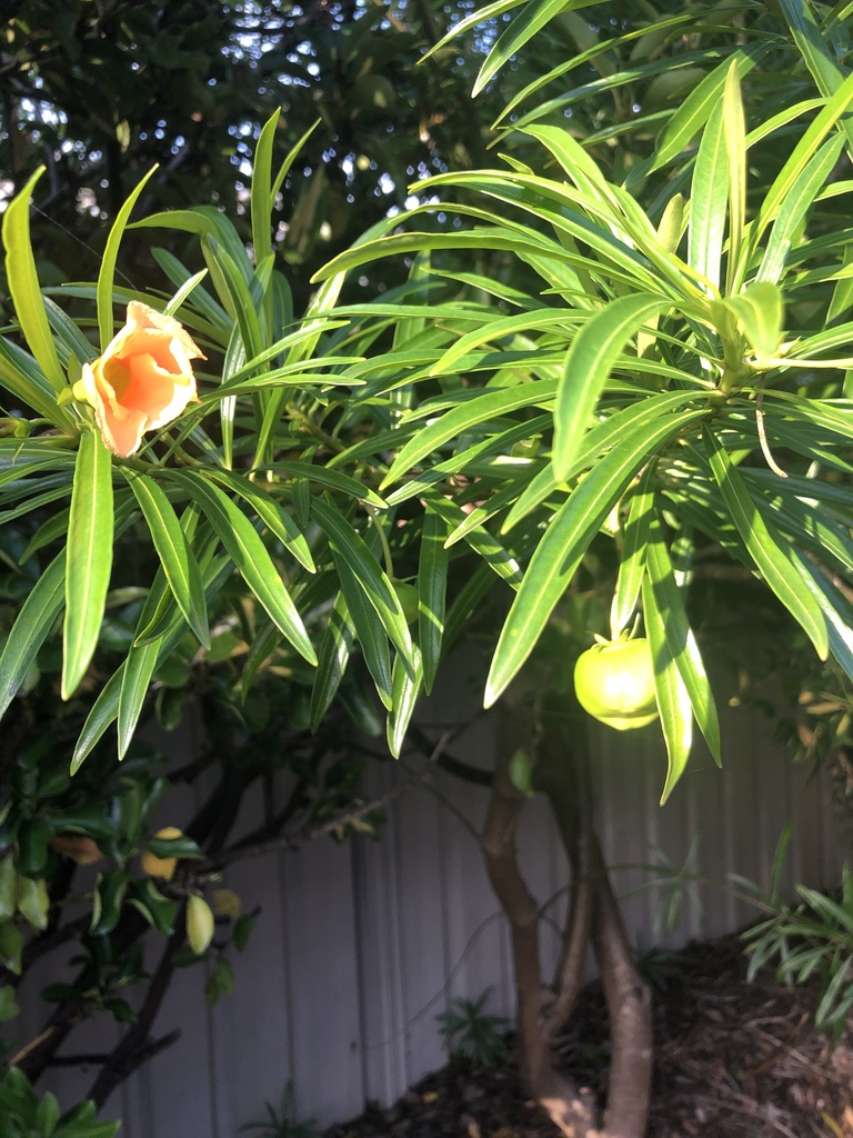 Be-still tree from 30 Popplewell Road, Fern Bay, NSW, AU on March 30 ...