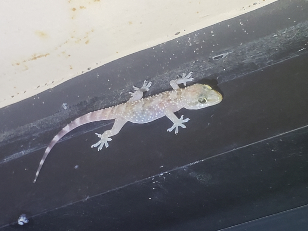 Mediterranean House Gecko from Crawford, TX 76638, USA on May 06, 2021 ...