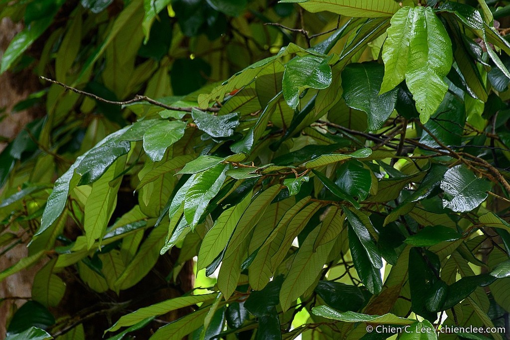 Upuna borneensis in May 2021 by Chien Lee · iNaturalist