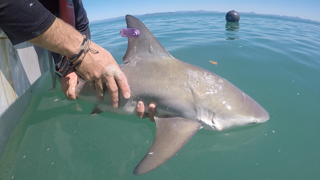 Pigeye Shark from Coral Sea, QLD, AU on May 7, 2021 at 02:00 PM by nicolubitz. 1.1 m specimen ...