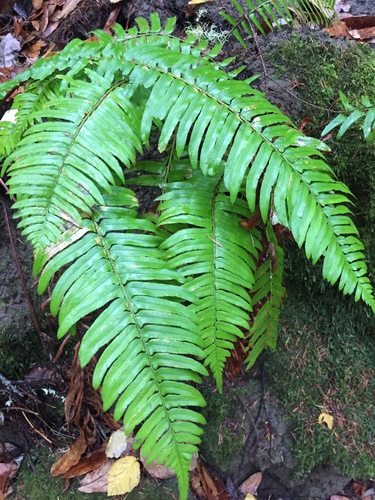 Observations by lunatuna · iNaturalist