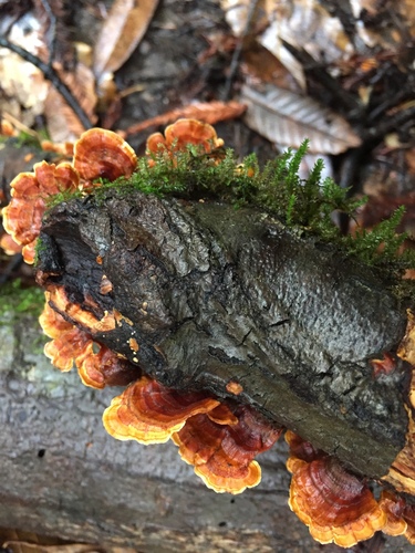 Observations by lunatuna · iNaturalist