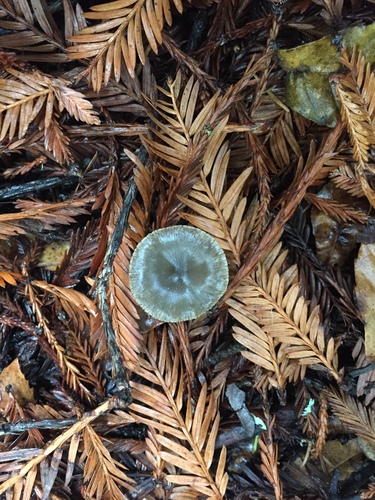 Observations by lunatuna · iNaturalist