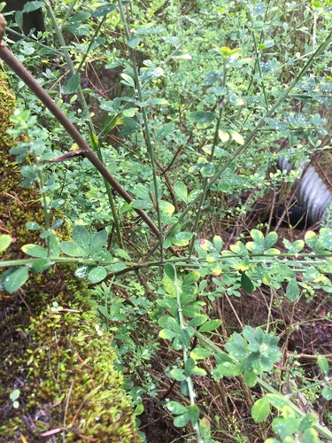 Observations by lunatuna · iNaturalist