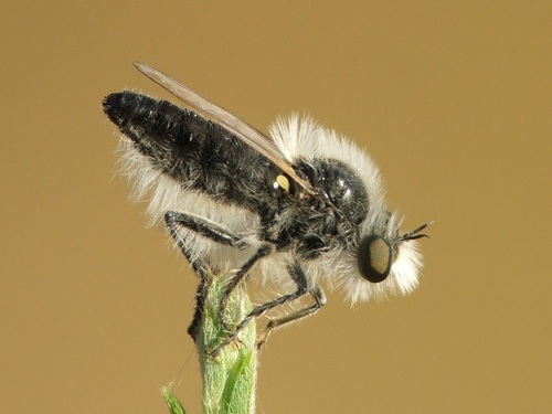 Eriopogon laniger · iNaturalist