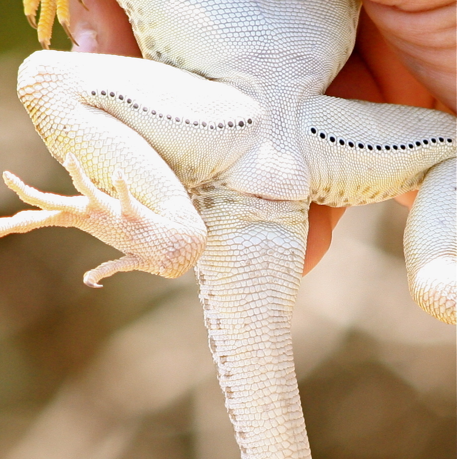 Reticulate Collared Lizard in September 2011 by Lou Hamby. Underside ...