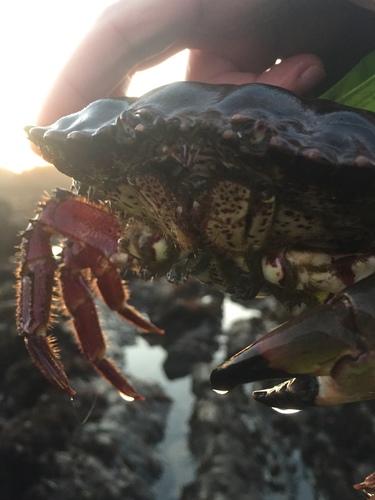 Observations by lunatuna · iNaturalist