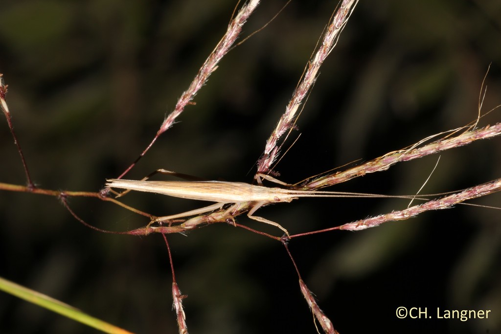 Striped Tree Cricket from Voh, Neukaledonien on January 29, 2013 by ...