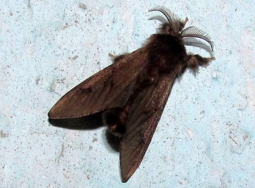 Perina basalis · iNaturalist