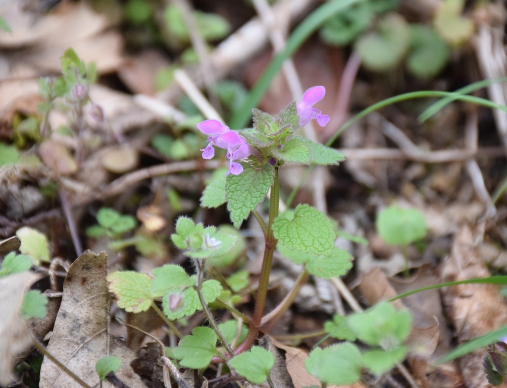 Henbit (Wildflowers of the Preserve at Shaker Village) · iNaturalist