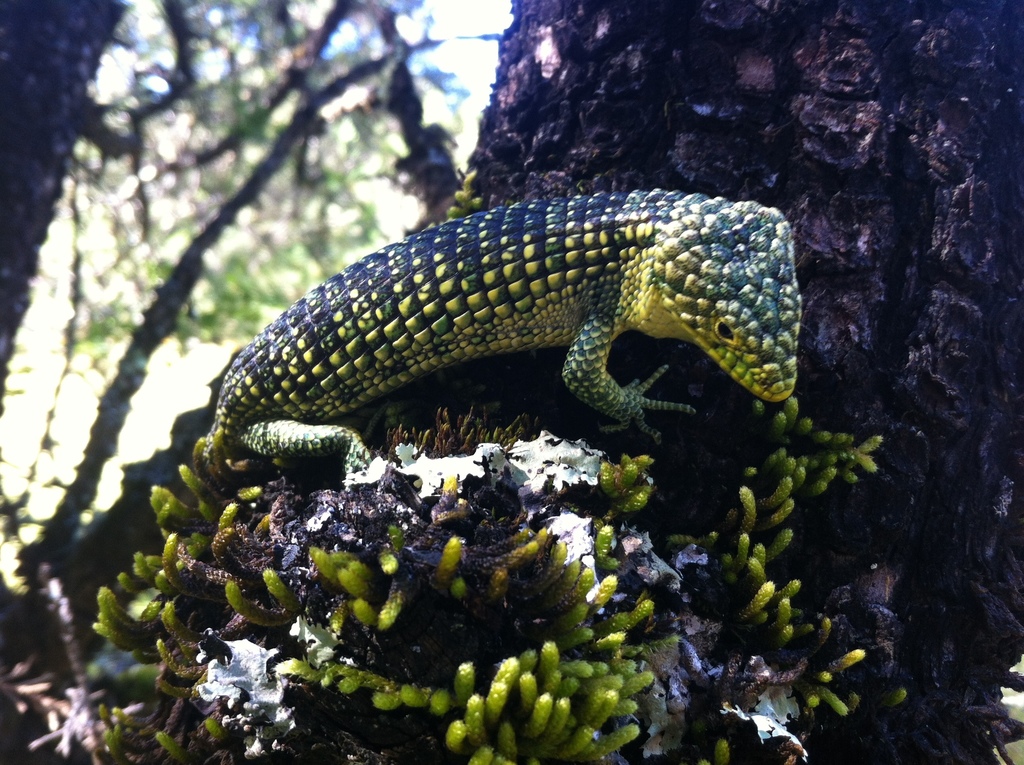 Terrestrial Arboreal Alligator Lizard in August 2014 by Eric Centenero ...