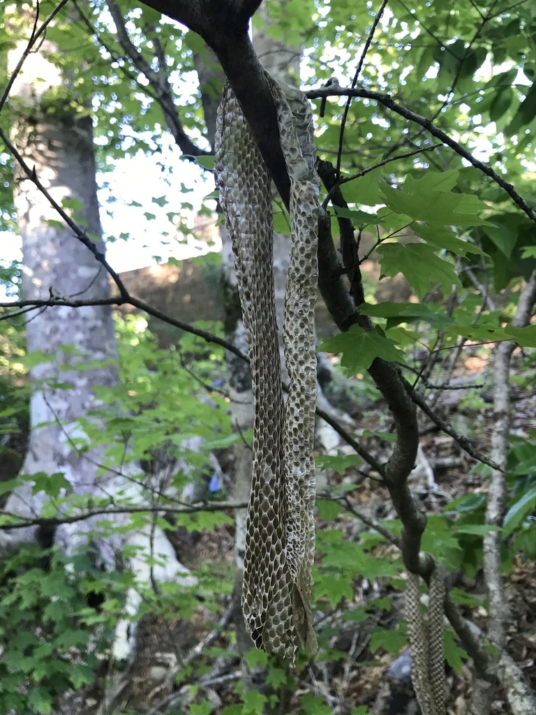 Colubrine Snakes from Primrose Way, Waxhaw, NC, US on May 7, 2021 at 07 ...