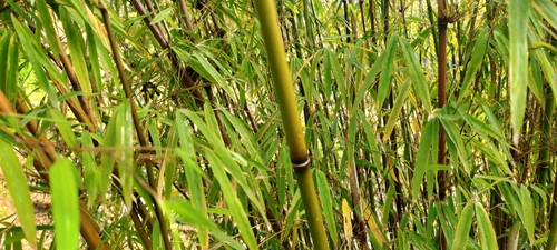 Deo Ringaal (Himalayacalamus falconeri) · iNaturalist