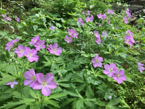 Wild Geranium (Wildflowers of the Preserve at Shaker Village) · iNaturalist