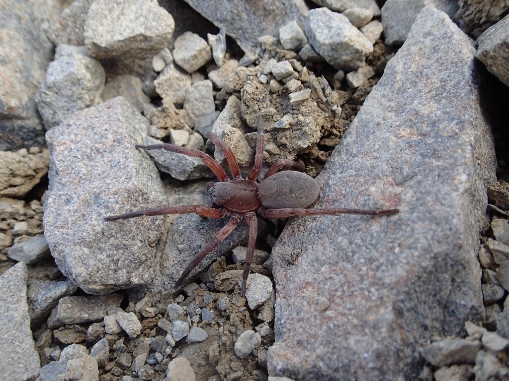 Vagrant Spiders from Korowai/Torlesse Tussocklands Park, Castle Hill ...