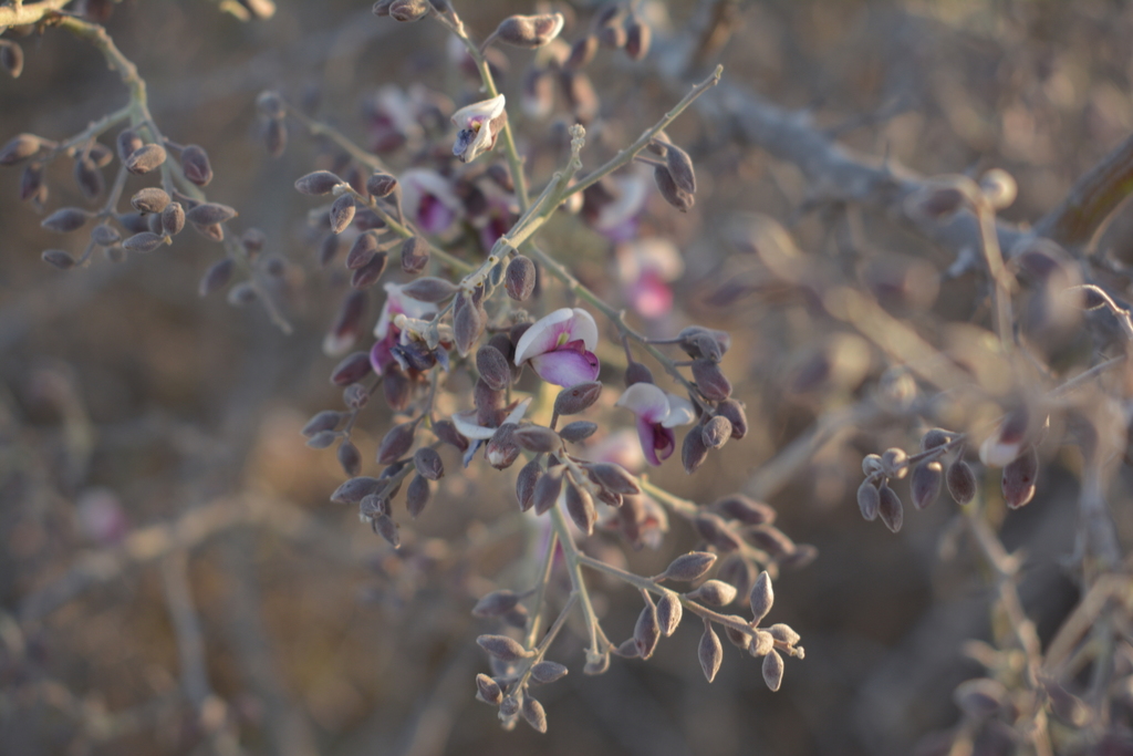 desert ironwood from Hermosillo, Son., México on May 2, 2021 at 06:51 ...