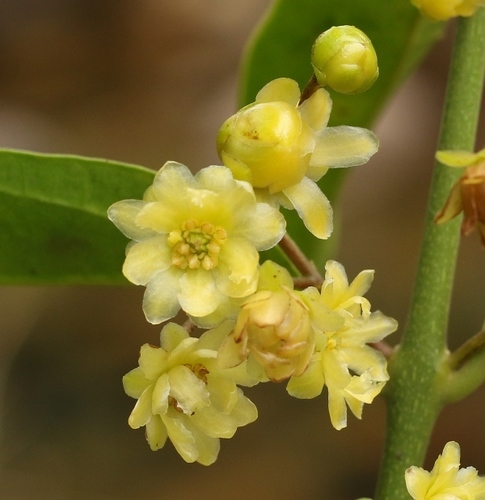 Genus Hortonia · iNaturalist